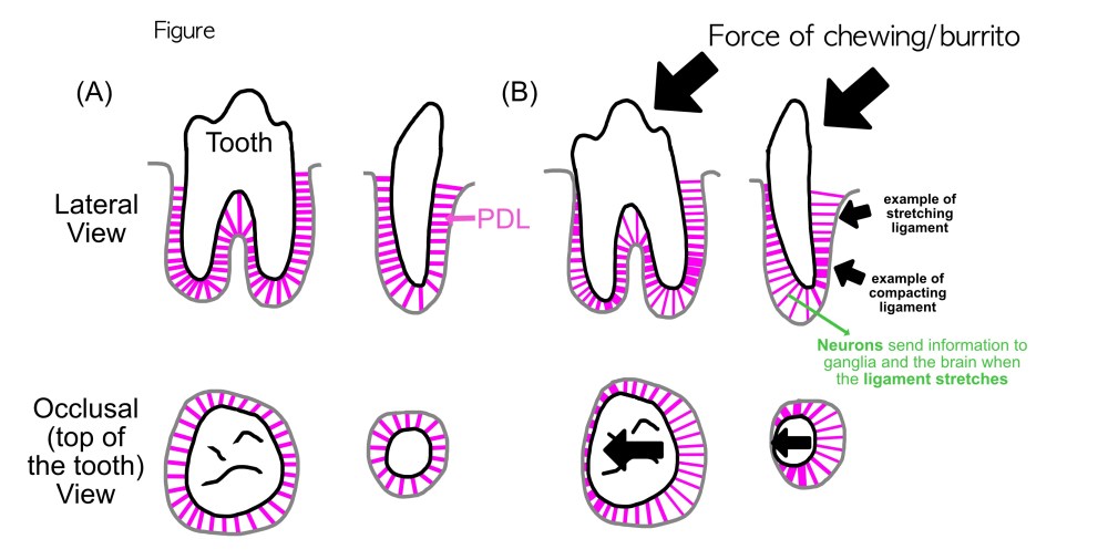 In focus: Your teeth are a sensory system – Anatomy To You