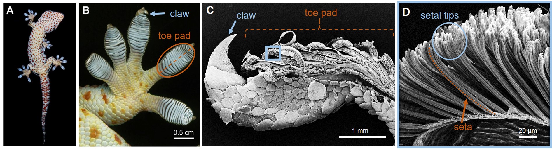 In focus: Raise a TOEst to geckos! – Anatomy To You