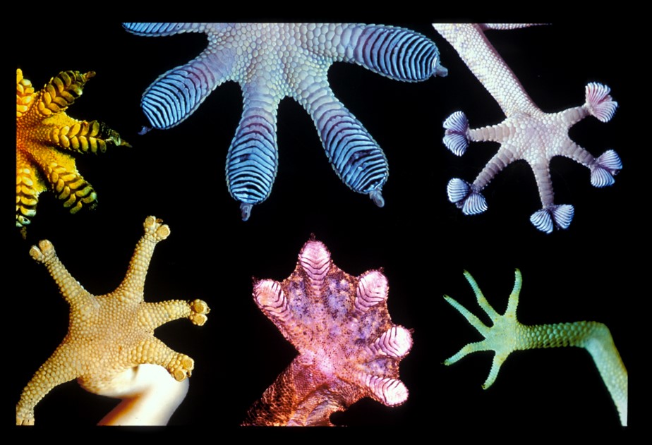 In focus: Raise a TOEst to geckos! – Anatomy To You