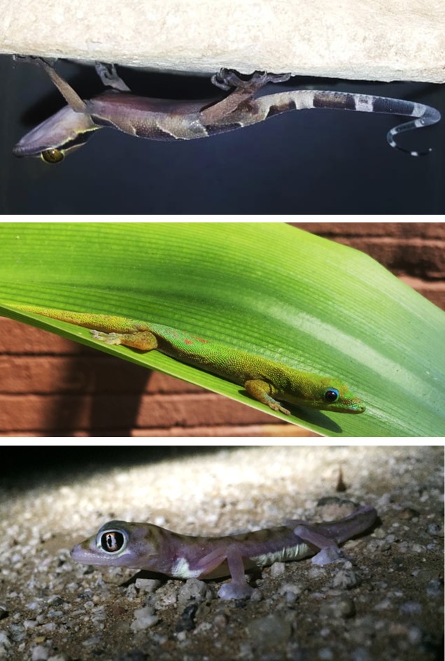 In focus: Raise a TOEst to geckos! – Anatomy To You